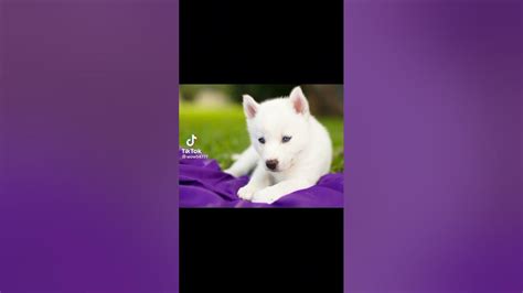 Сабачки Youtube