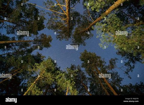 Tree Canopy Night Sky Hi Res Stock Photography And Images Alamy