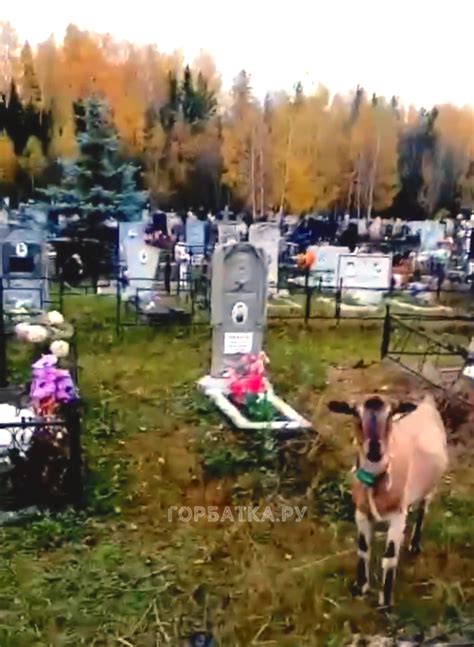 Житель Горбатки ответил за бесконтрольный выгул коз — ГОРБАТКА РУ