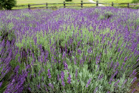How To Identify Your Lavender Species Lavender Hill Farm
