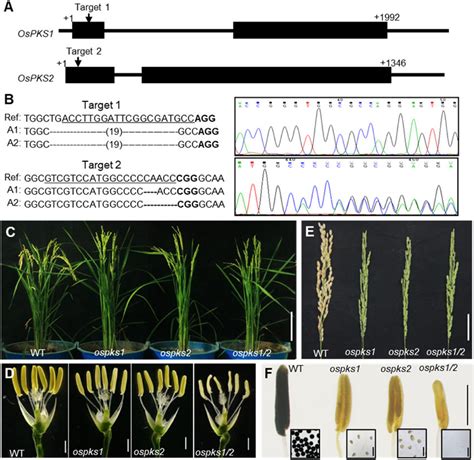 Phenotypic Analysis Of Wt And Ospks Mutants A Gene Structures And