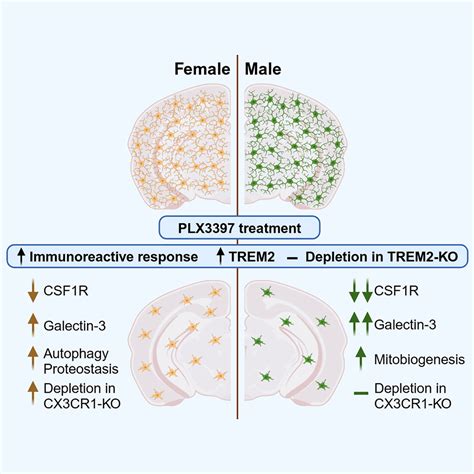 The Microglial Response To Inhibition Of Colony Stimulating Factor 1