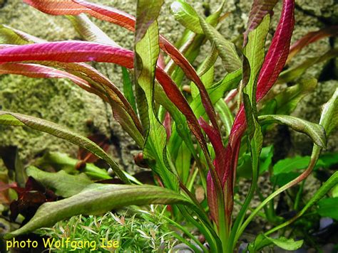 Эхинодорус Красный дъявол (Echinodorus "Red Devil") - Эхинодорус ...