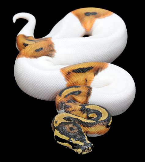 Le Python Royal Ou Python Regius Alimentation Maintenance