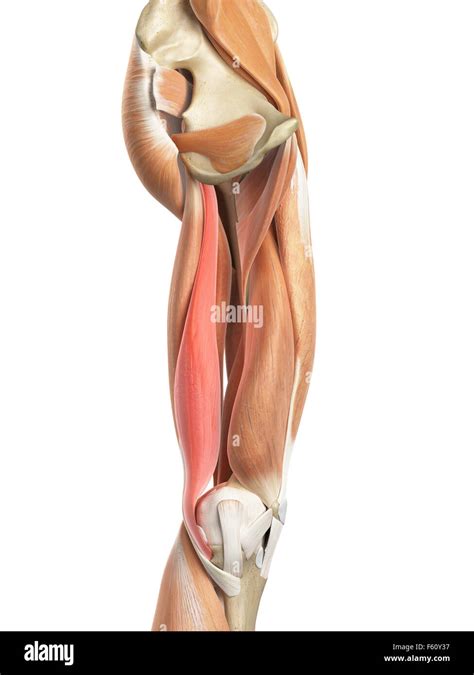 Semimembranosus Tendon