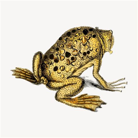 6 Bumpy Skin Toad Stock Vectors And Vector Art Shutterstock