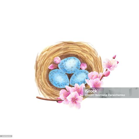 흰색 배경에 고립된 파란색 달걀 나뭇가지 새싹이 있는 둥지 손으로 그린 수채화 그림입니다 디자인 인사말 카드 초대장 축하 포장