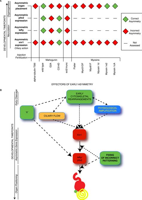 A Summary And Model For Complex Regulation Of Left Right Patterning Download Scientific Diagram