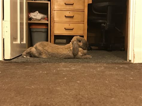 Perfection R Rabbits