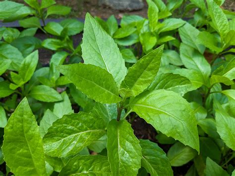 How To Grow Longevity Spinach At Cameron Ledbetter Blog