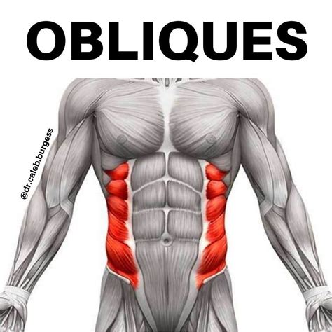 Dr Caleb Burgess Dpt Ocs Cscs On Instagram 💥obliques💥 If You Want