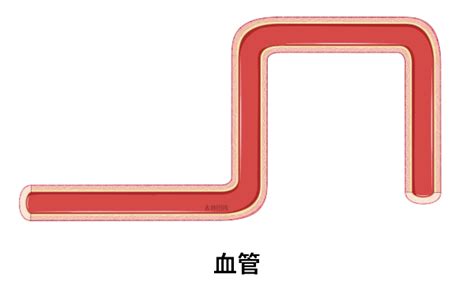 动脉 医学插画