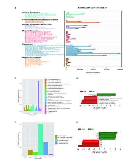 Characterization Of The Gut Microbiome From Function Annotation A