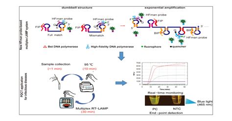Fast Multiplex Real Time Pcr Assay For Simultaneous 59 Off