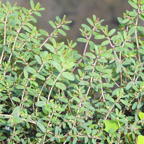 コニシキソウ 芝生に生える雑草 芝太郎