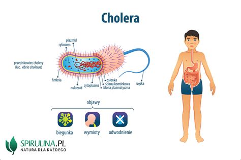 Cholera Algi Spirulina I Chlorella
