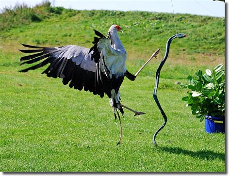 Snake Striking Bird