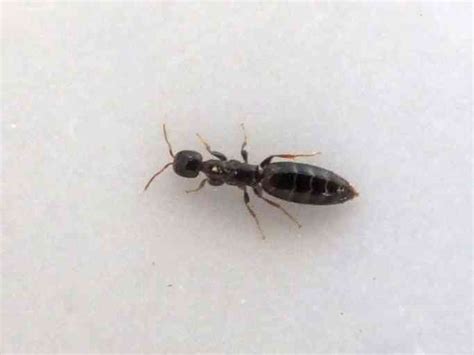 Usos Y Peligros De Scleroderma Domestica En El Hogar Oliver Futur
