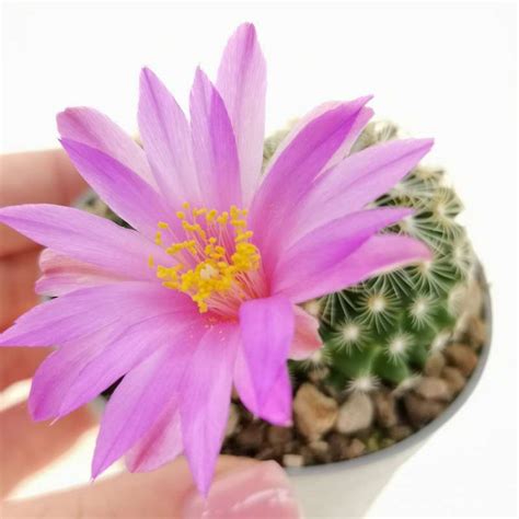 Mammillaria Saboae Ssp Haudeana 6 5 Cm Cactaceae Giromagi Vendita Piante Grasse