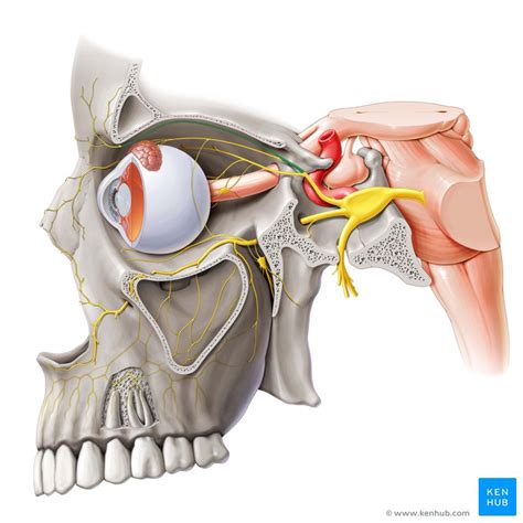 Ophthalmic Nerve Cn V1 Anatomy And Function Kenhub