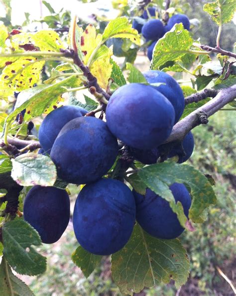 Ruby Sweet Plum Trees Abundant Producer Medium Size Dark Ruby Skin With Delicious Golden