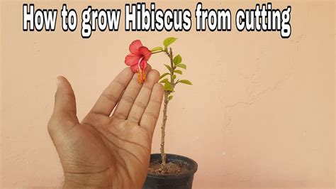 How To Grow Hibiscus From Cutting How To Propagate Hibiscus From