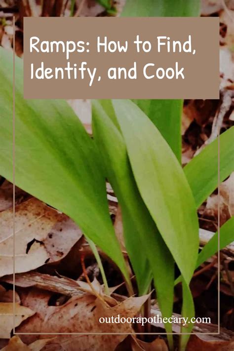 Wild Ramps Identification At Ralph Ray Blog