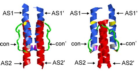 The Four Helix Bundle Of The Hamp Domain The Structure Is Based On The