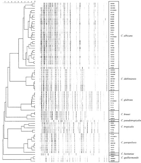 Dendrogram Representing All Reference Strains And Clinical Isolates Download Scientific Diagram