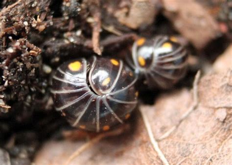 Spotted Pill Millipede Bugs In Cyberspace