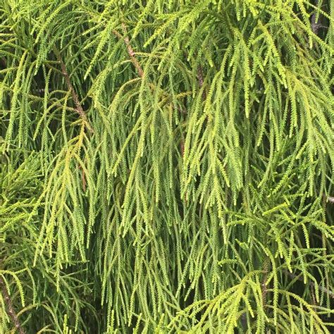 Dacrydium Cupressinum
