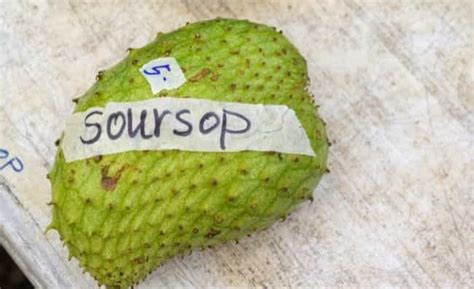 What Does Soursop Taste Like Kitchenvile