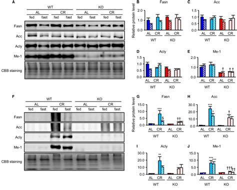 Srebp 1c Was Required For CR Associated Upregulation Of Proteins