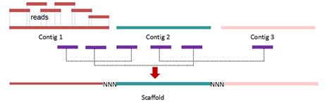 如何准确理解基因家族、基因簇、scaffold、motif？ 知乎