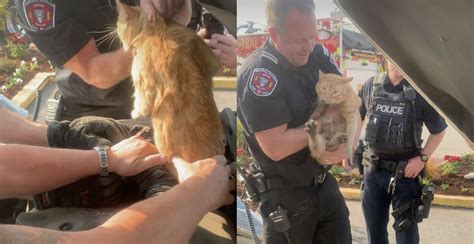 Cat Missing For Two Years Found Trapped Under Car Hood News