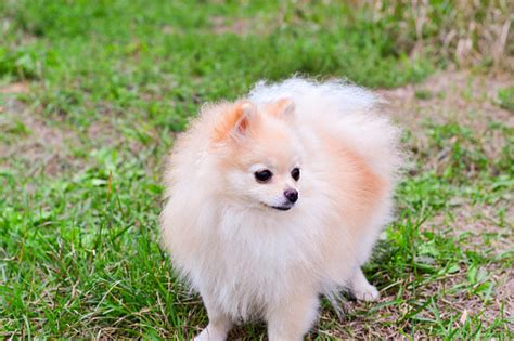 순종 강아지 녹색 잔디밭에 앉아입니다 Pomeranian 산책 하 고 녹색 잔디에 놀이입니다 강아지 개에 대한 스톡 사진 및