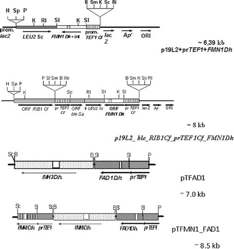 Linear Schemes Of Plasmid P19l2 Prtef1 Fmn1dh Download