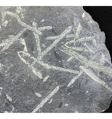 Ordovician Graptolites