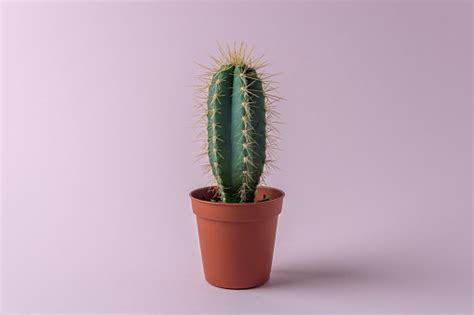 분홍색 배경에 냄비에 작은 선인장 창조적 인 최소한의 여름 개념입니다 0명에 대한 스톡 사진 및 기타 이미지 0명 개념