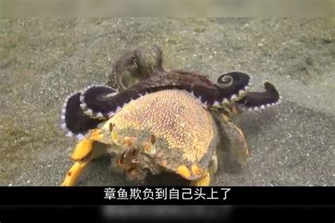 小章鱼以柔克刚生擒大螃蟹螃蟹感觉身体被掏空 大螃蟹 感觉 以柔克刚