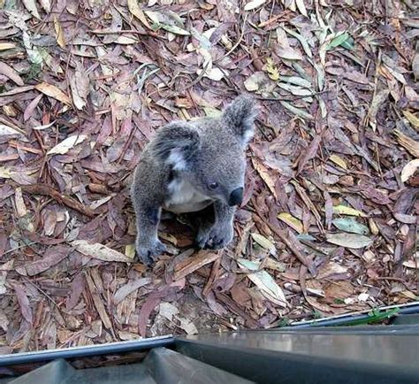 Koala Labeled Image Dataset Images Cv