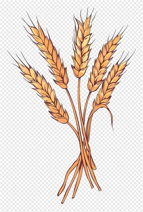 Wheat Bundle Png Wheat Illustration Vector Png Images Set Of Vector