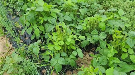 고선생 더이상 이발금지 출입금지🚫 고라니피해 콩농사 들깨 배추농사 Youtube