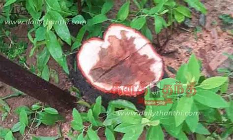 Sandalwood Cutting And Smuggling சந்தன மரம் வெட்டி கடத்தல்