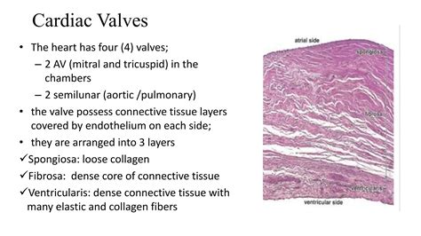 Cardiovascularcccfsdsdsdcvs Histology Pptx