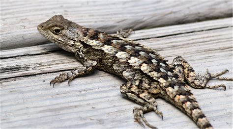 Texas Spiny Lizard