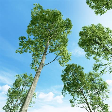 Beech Tree Fagus Sylvatica Max