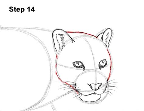 How To Draw A Clouded Leopard