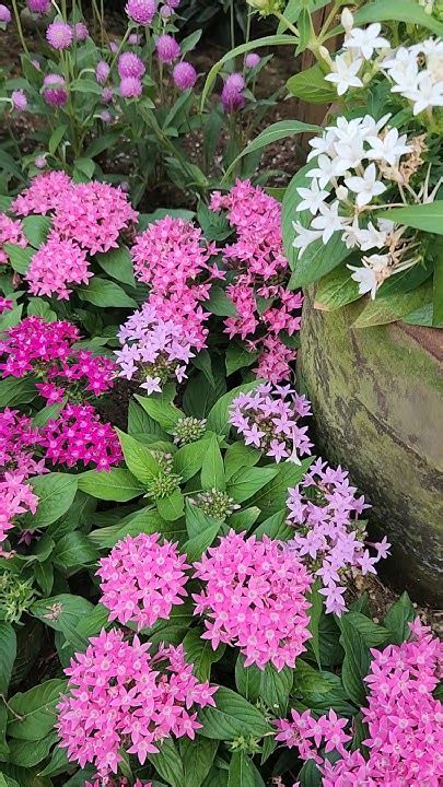 Pentas Lanceolata 펜타스 란체올라타 이집트 별꽃 여름꽃 Shorts Youtube