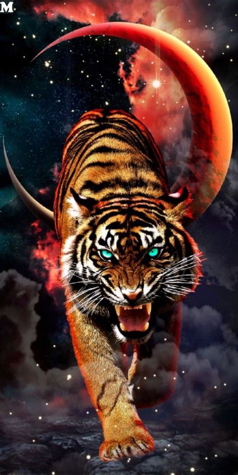 صور نمر Tiger اجمل خلفيات نمور بجودة Hd مصراوى الشامل
